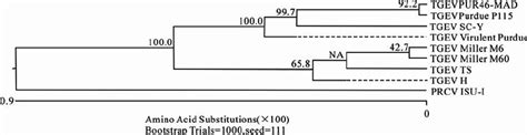 phylogenetic tree with bootstrap n j method was constructed based on
