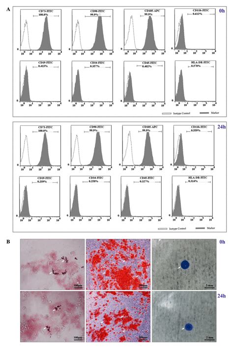 Cell Characteristic Tests Of Uc−msc Sheets A Cell Surface Marker