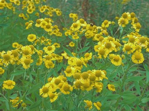 Sneezeweed Helenium Autumnale