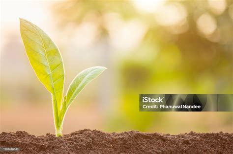 야외 햇빛과 녹색 흐림 배경으로 토양에서 성장하는 녹색 새싹 성장 및 환경 개념 계절에 대한 스톡 사진 및 기타 이미지 계절 꽃봉오리 나무 Istock