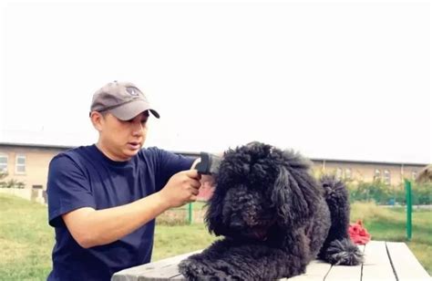 成为一名专业宠物训导师：证书的必要性、用途及优势 哔哩哔哩