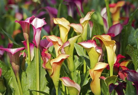 How To Remove The Seeds To Germinate A Calla Lily Ehow