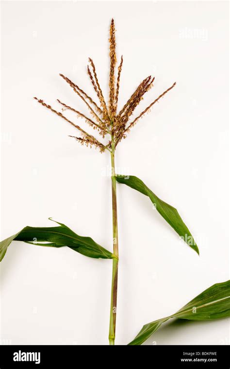 Corn Tassel Drawing At Keith Herrera Blog