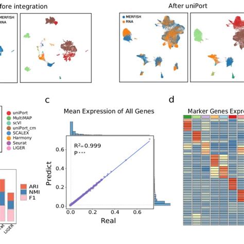 Uniport Predicts Scrna Genes By Merfish Data A Umap Visualization Of Download Scientific