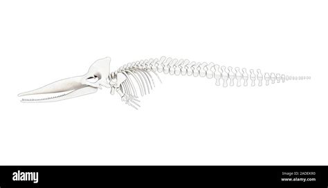 Sperm Whale Skeleton Illustration Of The Skeleton Of A Sperm Whale