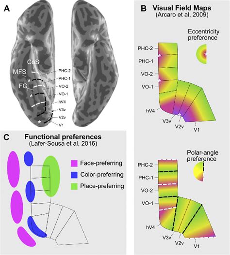 Figure 1 From A Step Toward Understanding The Human Ventral Visual Pathway Semantic Scholar