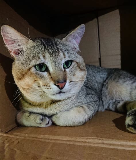 Mr හායි ෆෙන්ස් 😪💔 අයියා අද ගෙදරට මොනාහරි අරන් ඇවිත් ඉතින් ඒක අරන් ආව සුවඳ හමන අලුත්ම