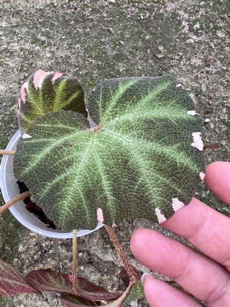 Begonia Soli Mutata Variegated Furniture And Home Living Gardening