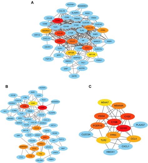 Hub Genes Identification By The Cytohubba Algorithm A The Top 10 Hub Download Scientific