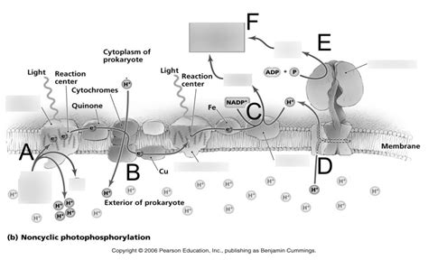 Light Dependent Reactions Diagram Quizlet