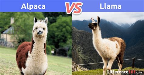 Llama Vs Alpaca Whats The Difference Between Llama And Alpaca Difference 101