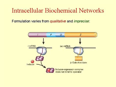 Computational Biology Information Encoded In Biological Systems Onedimensional