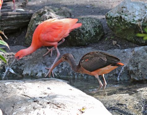 Pictures And Information On Scarlet Ibis