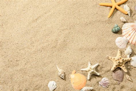 모래 해변에 있는 다양한 조개껍데기의 클로즈업 텍스트를 위한 공간이 있는 배경 껍데기에 대한 스톡 사진 및 기타 이미지