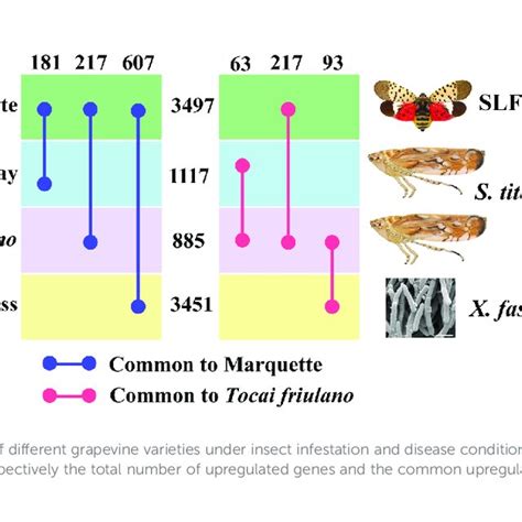 Deg Found In Deseq2 And Edger A Volcano Plot Of Significantly Up And