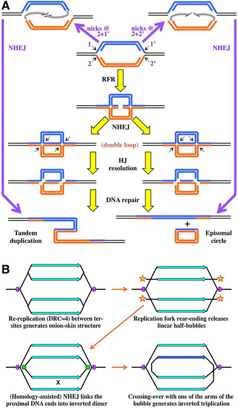 Models Of A Static Replication Bubble Conversion Into Chromosomal