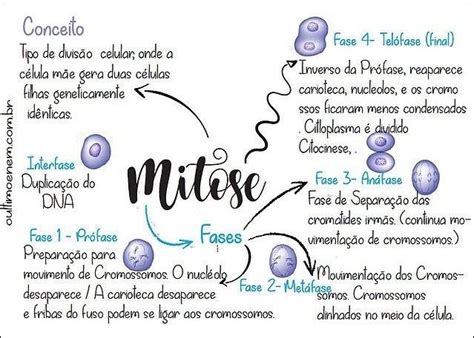 Mapas Mentais Sobre Ciclo Celular Study Maps🥟 Desfrute Da Emoção Do