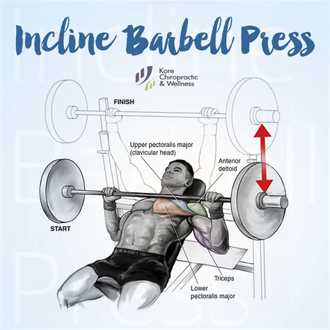 Chest Anatomy Exercise Incline Barbell Press 💪 Fitness Incline