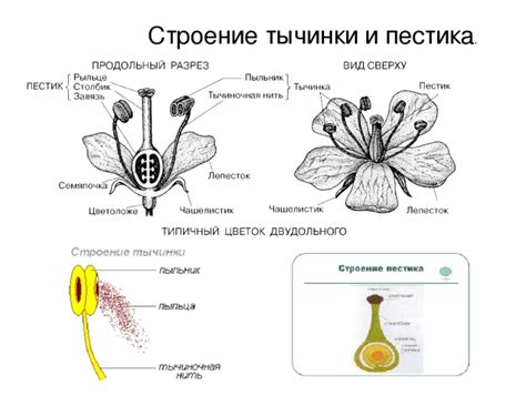 В какой части цветка располагаются семязачатки выбери верный вариант ...