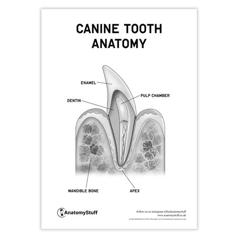 Canine Teeth Anatomy Dog