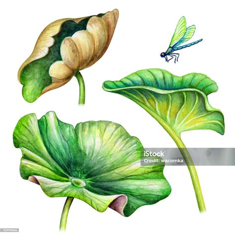수채화 식물 그림 녹색 로터스 잎 단풍 잠자리 동양 정원 Chinoiserie 디자인 요소 부 용 흰색 바탕에 절연 열 대 꽃 클립 아트 0명에 대한 스톡 벡터 아트 및
