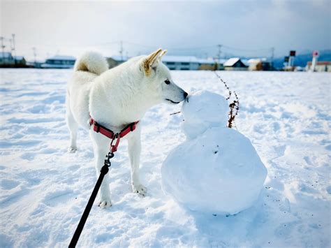 柴犬好きはやってしまいがちやってはいけない白柴の寒さ対策 白柴つくしのブログ
