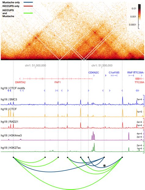 A Comparison Between Mustache And Hiccups Reported Loop Calls In A