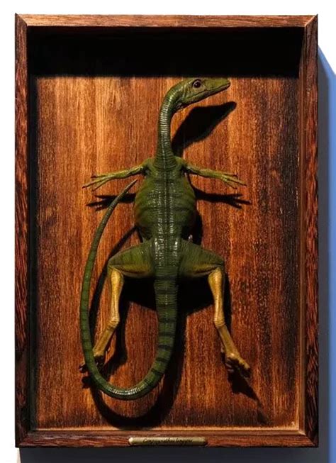 Rebor Compsognathus Longipes Preserved Dissection Specimen Oddity 160734