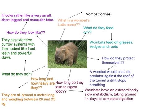 Wombat Ppt