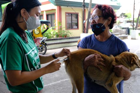 Cvo Intensifies Animal Anti Rabies Vaccination In November City