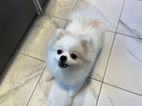 포메라니안 망고 대형견임시보호 소형견임시보호 고양이임시보호 유기견특징 유기묘특징 강아지특징 소형견특징 중형견특징 대형견특징 말티즈특징 말티푸특징 비숑프리제특징 미니비숑프리제