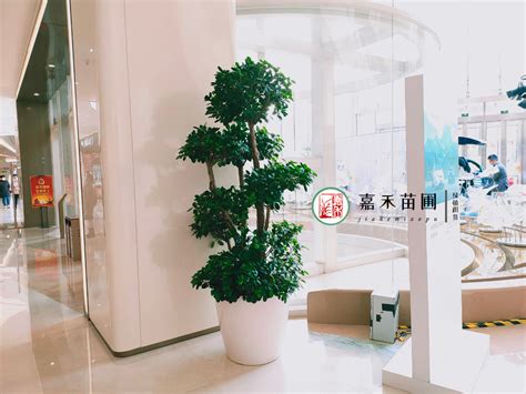 西安花卉租摆西安花卉租赁嘉禾苗圃办公室花卉盆栽租摆免费设计公司