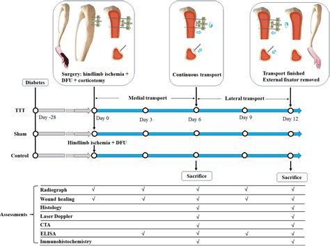 Figure 5 From Tibial Cortex Transverse Transport Facilitates Severe