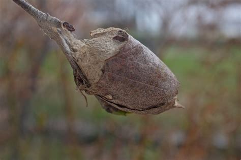 Giant Silk Moth Cocoon Kim Smith Films