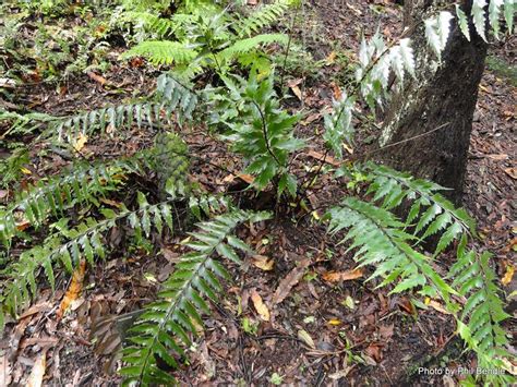 Asplenium Polyodon Alchetron The Free Social Encyclopedia