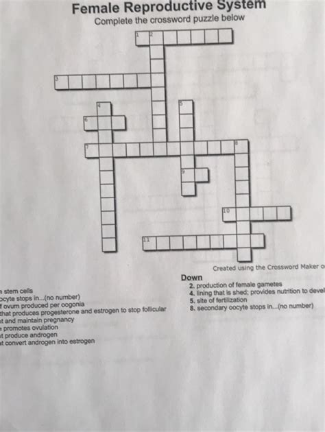 Solved Name Male Reproductive System Complete The Crossword