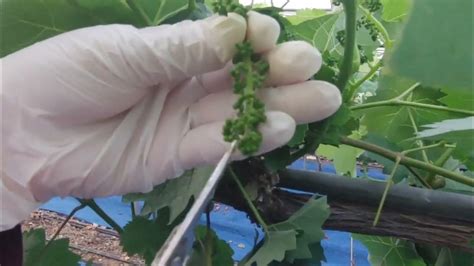 샤인머스켓 화수정형 Youtube