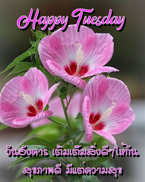 วันอังคาร มีความสุข ดอกกุหลาบสวยๆ วันอังคาร