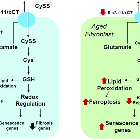 The Aging Lung Fibroblast In Contrast To Young Fibroblasts Left Image