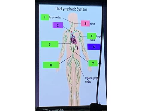 The Lymphatic System Quiz