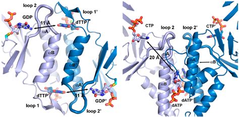 Life Special Issue The Origins And Early Evolution Of RNA