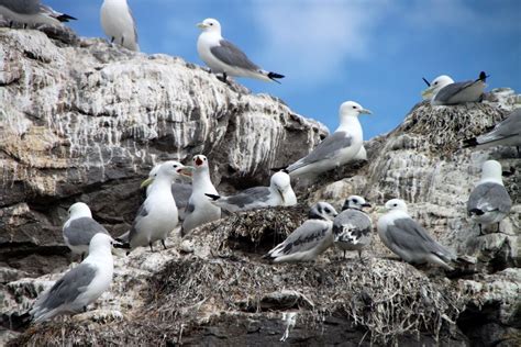 Bird Island At Katmai National Park Alaska Katmai National Park