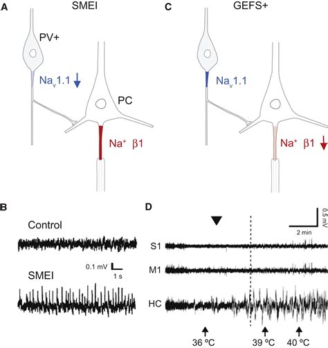 Signal Processing In The Axon Initial Segment Neuron
