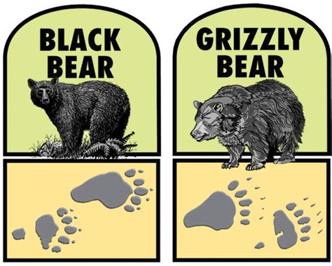 Grizzly Bear Tracks Vs Black Bear