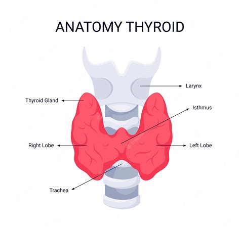 Thyroid Gland Anatomy Functions And Hormones Kenhub