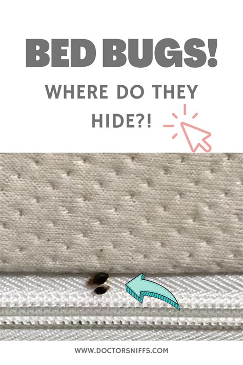 Scabies Vs Bed Bugs Quick Guide To Spot The Differences Artofit