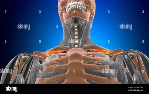 Subclavius Muscle Anatomy For Medical Concept 3d Illustration Stock