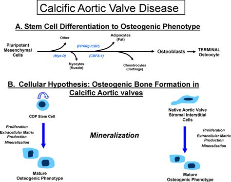 Calcific Aortic Valve Disease Cellular Origins Of Valve Calcification