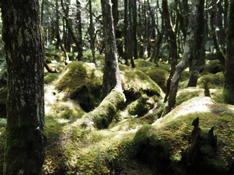 ニュウ・東天狗岳・天狗岳（西天狗岳）・中山 のりさんの八ヶ岳（赤岳・硫黄岳・天狗岳）の活動データ Yamap ヤマップ