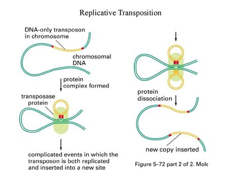 Transpositional Site Specific Recombination Online Presentation